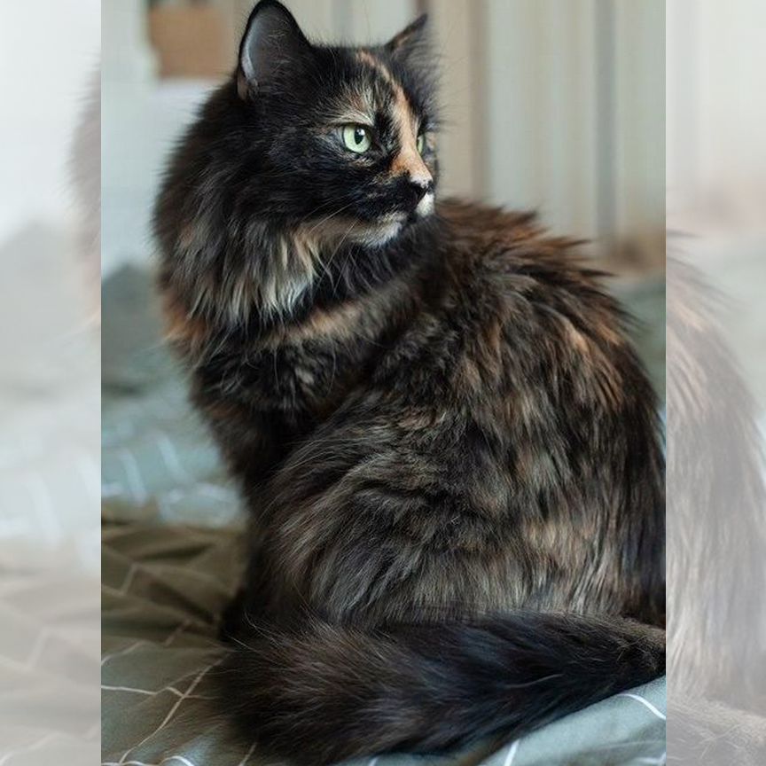 Взрослая, Девочка кошка в добрые руки