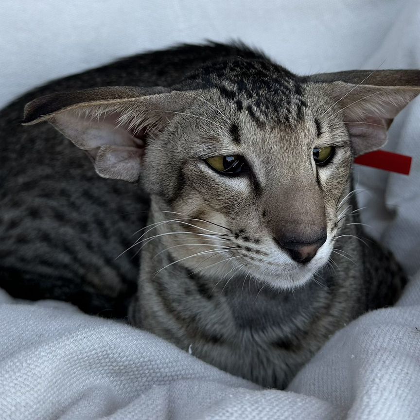 Ориенталный кот продажа