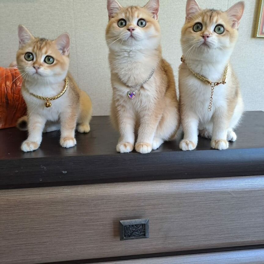 Британские золотые шиншиллы ny12.Девочки