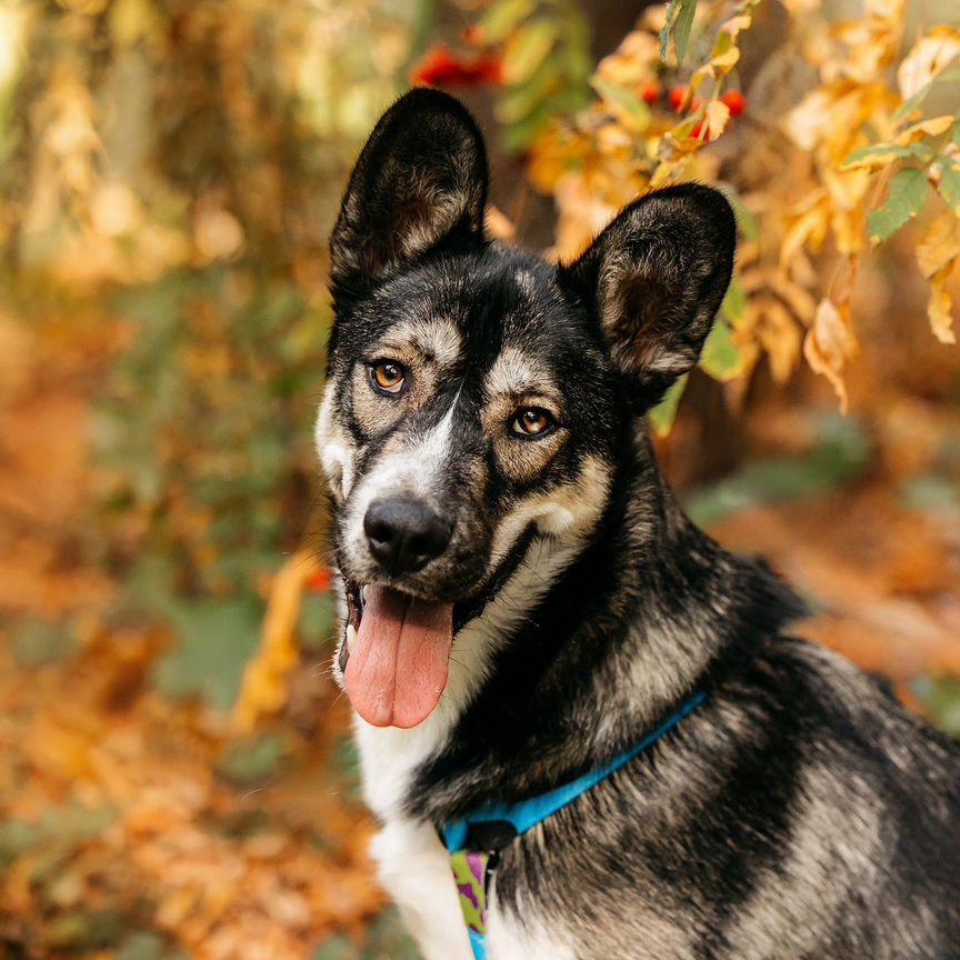 Собака в добрые руки. Хеппи