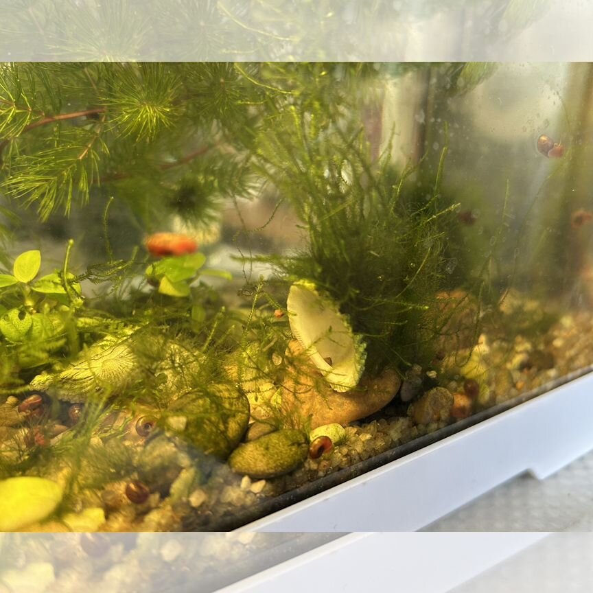 Мох яванский, водоросли