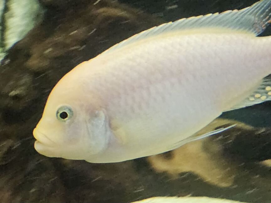 Цыхлиды самец и самка