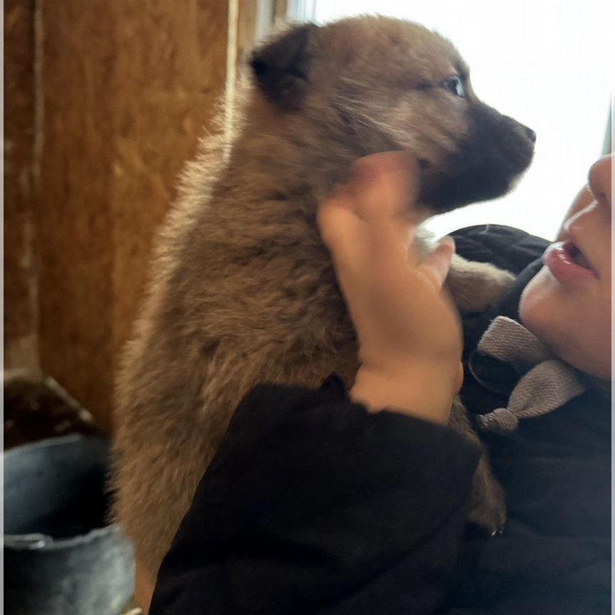 Лайка, щенок