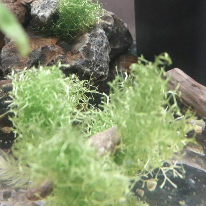 Аквариумные растения,рыбки