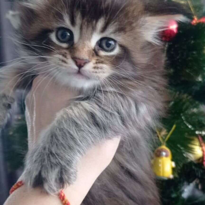 Мейнкун девочка 1.5 мес