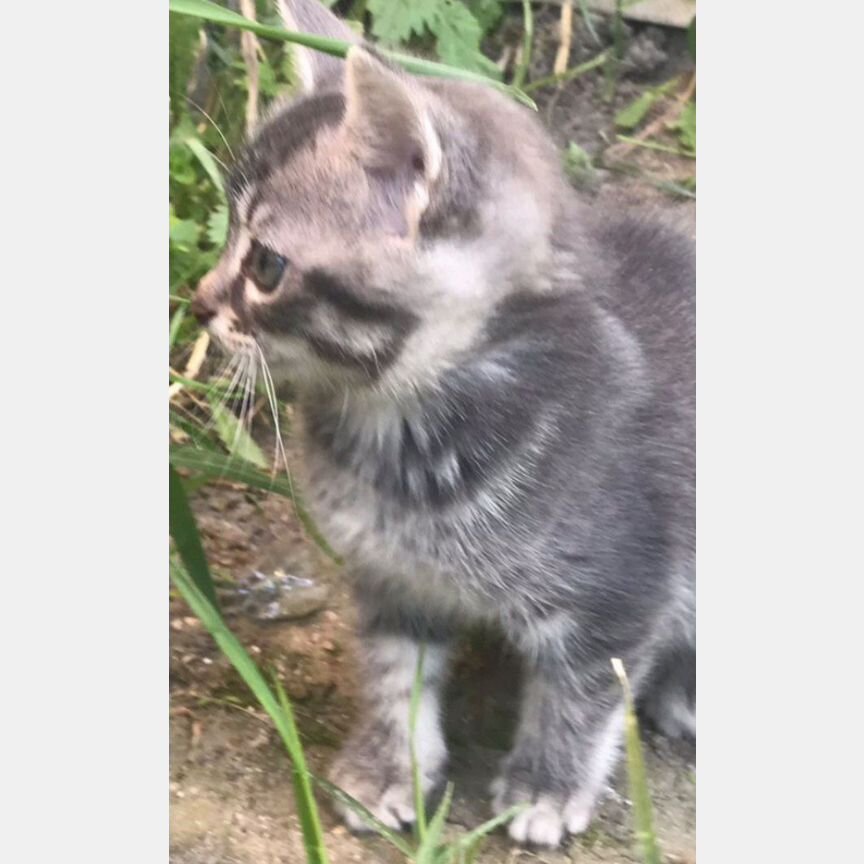 Отдам котенка в хорошие руки