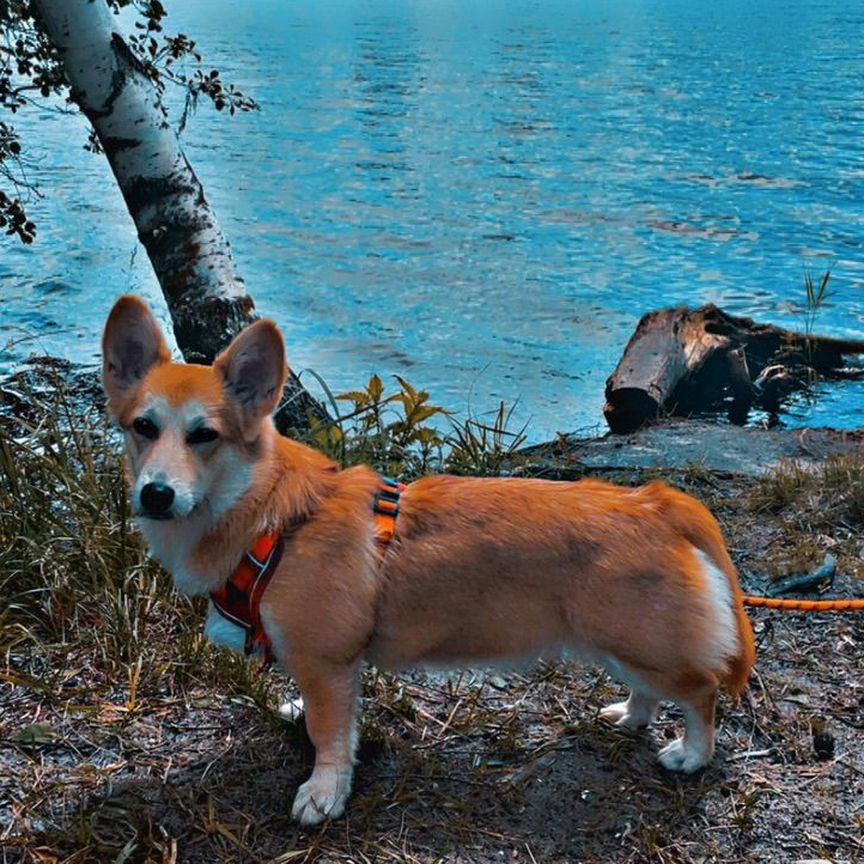 Вельш Корги Пемброк, щенок