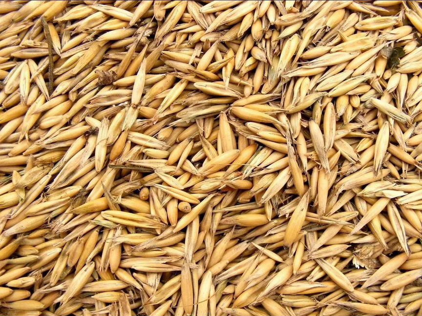 Фуражный горох, Семечко на корм