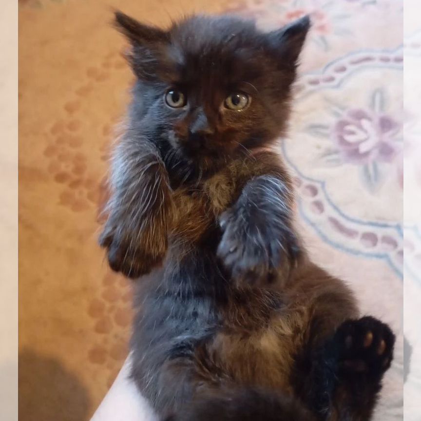 Сибирский котёнок