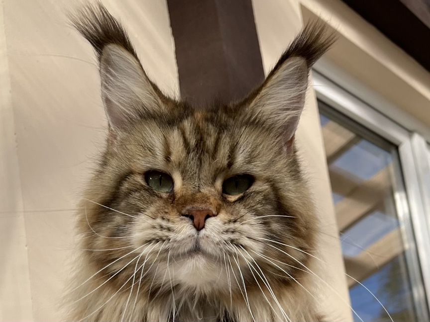 Мейн-кун кошечка