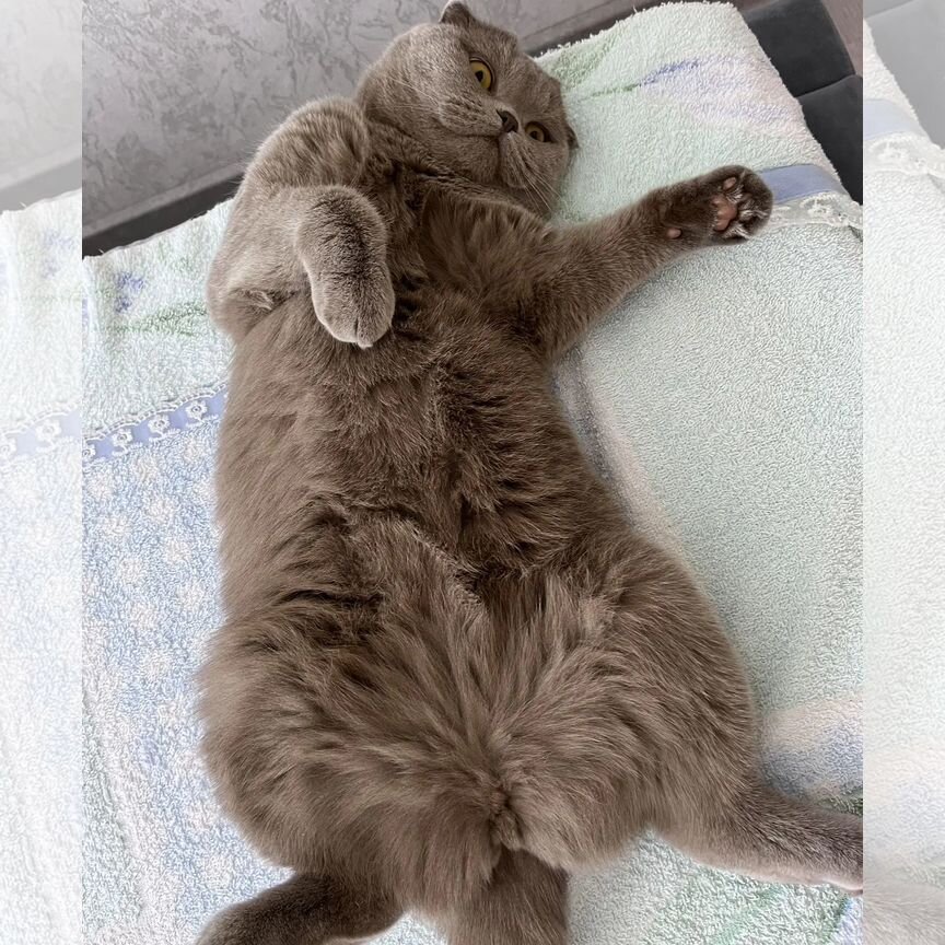 Шотландская вислоухая короткошёрстная, взрослая кошка