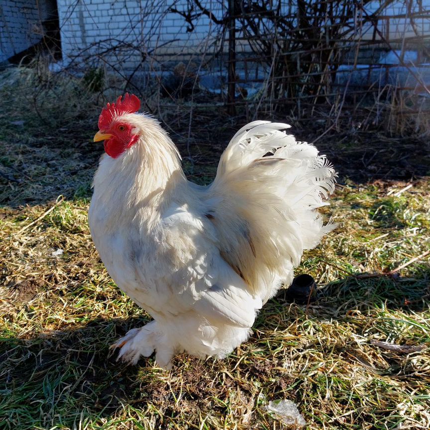 Петушок карликовый помесный