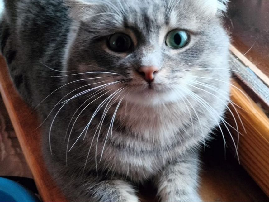 Котик метис британца