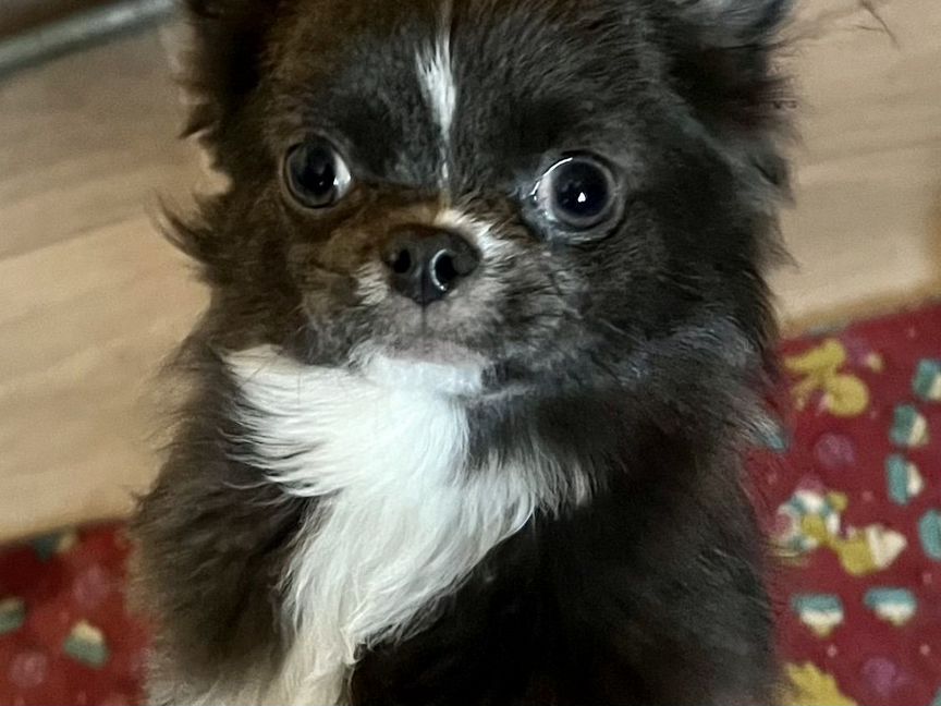 Чихуахуа мальчик