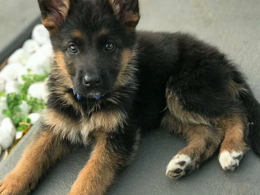 Немецкая овчарка