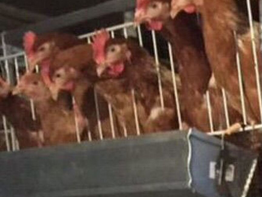 Куры молодки несушки