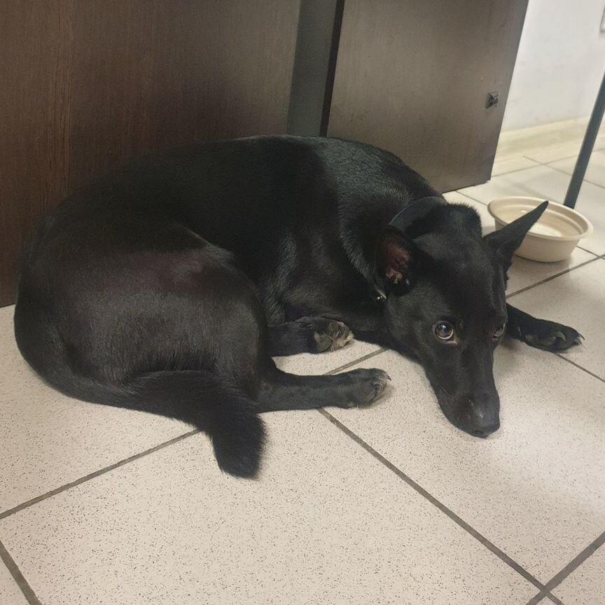 Найдена собака чёрный кобель