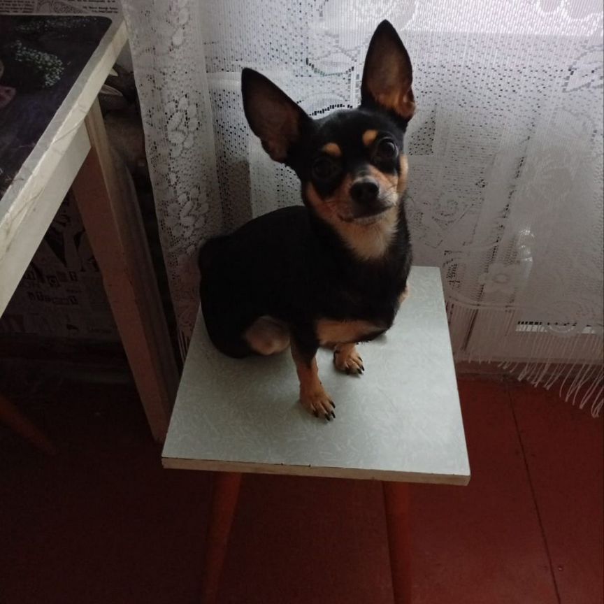 Русский той-терьер, взрослый пёс