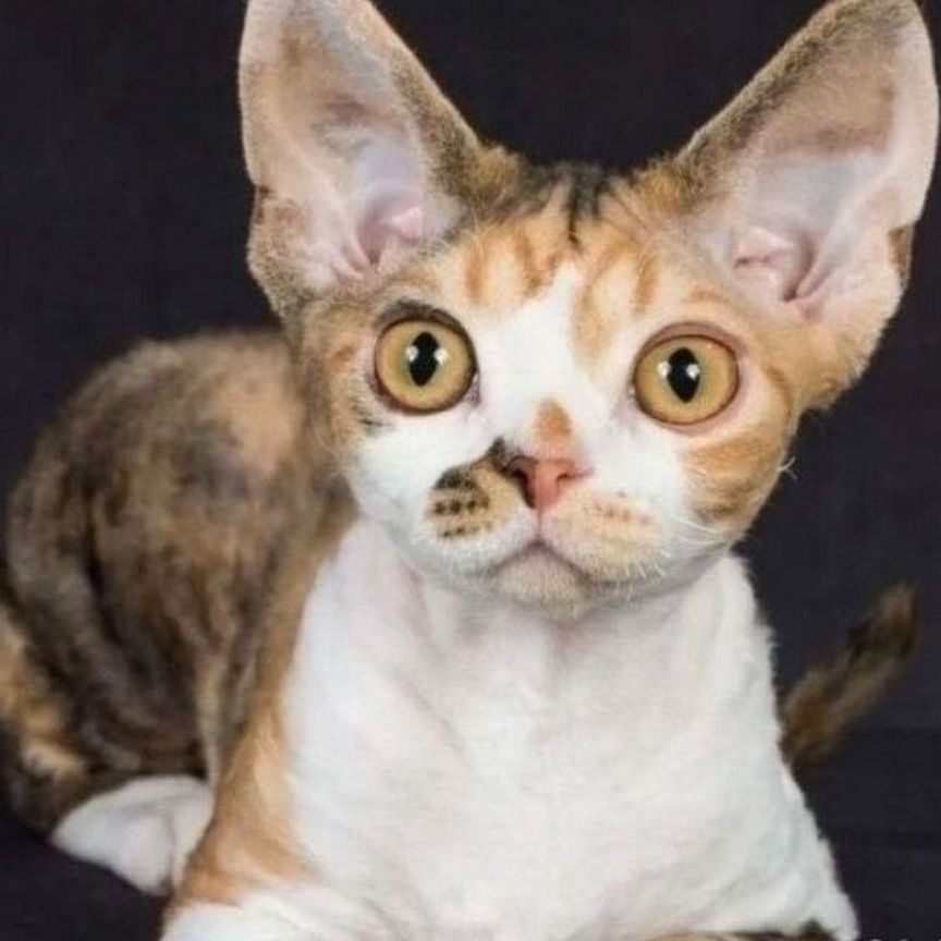 Кошечка ориентальная