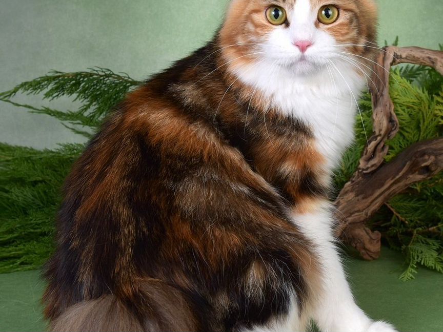 Кошка курильский бобтейл