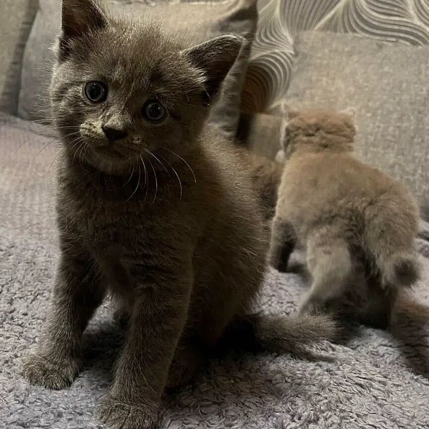 Британский короткошёрстный котёнок