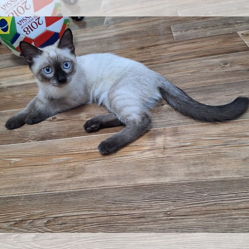 Тайский котёнок