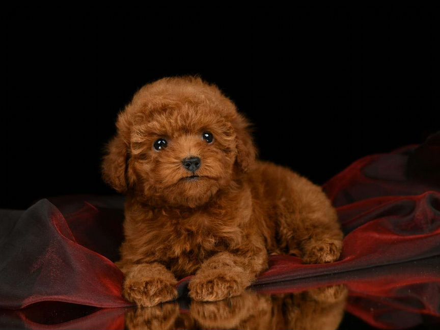 Той-пудель девочка