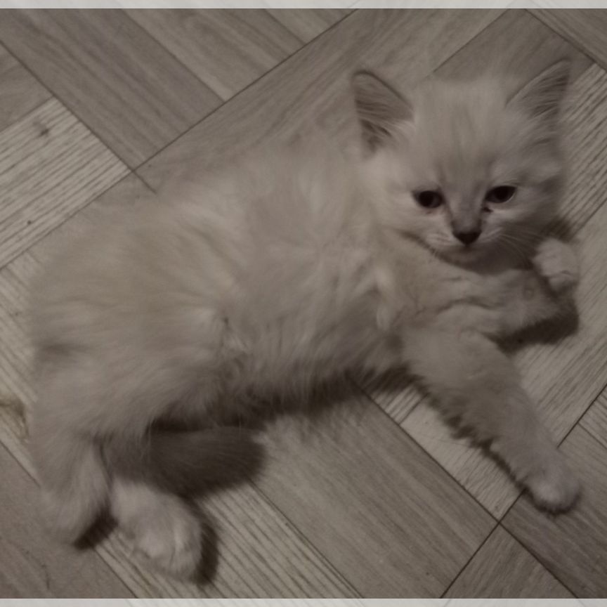 Шотландский прямоухий короткошёрстный котёнок