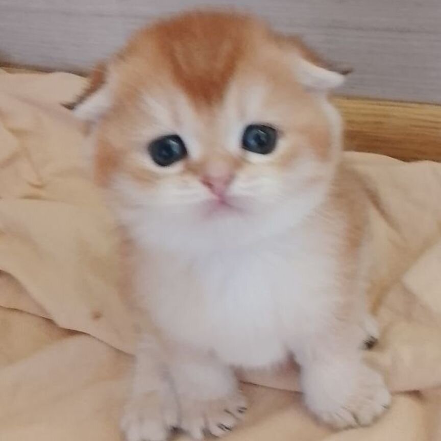 Шотландский вислоухий короткошёрстный котёнок
