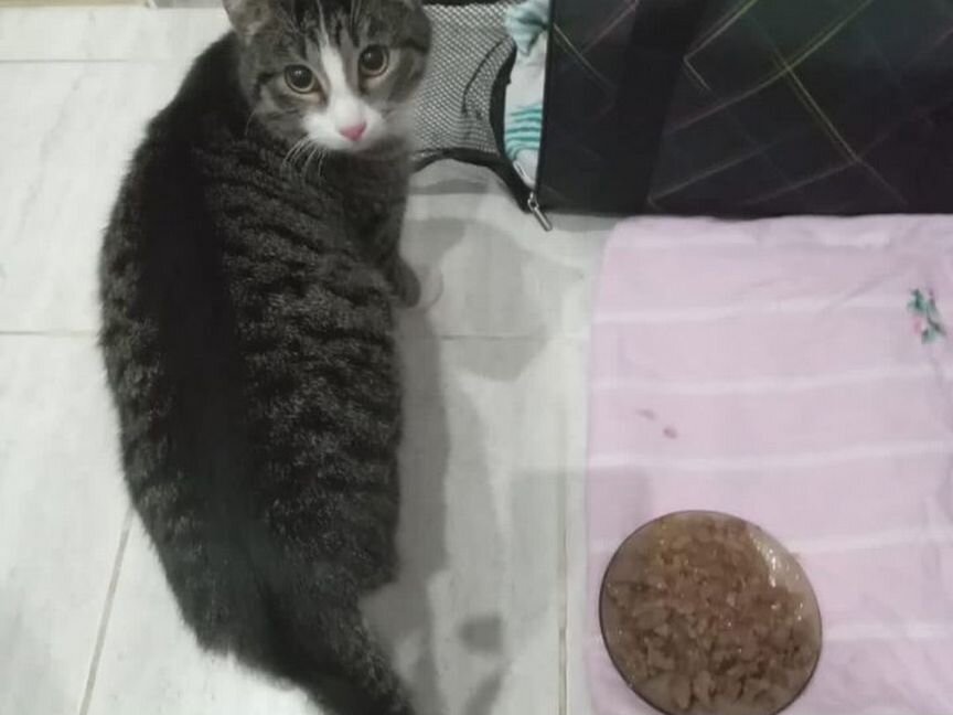 Кот молодой нужен дом или передержка