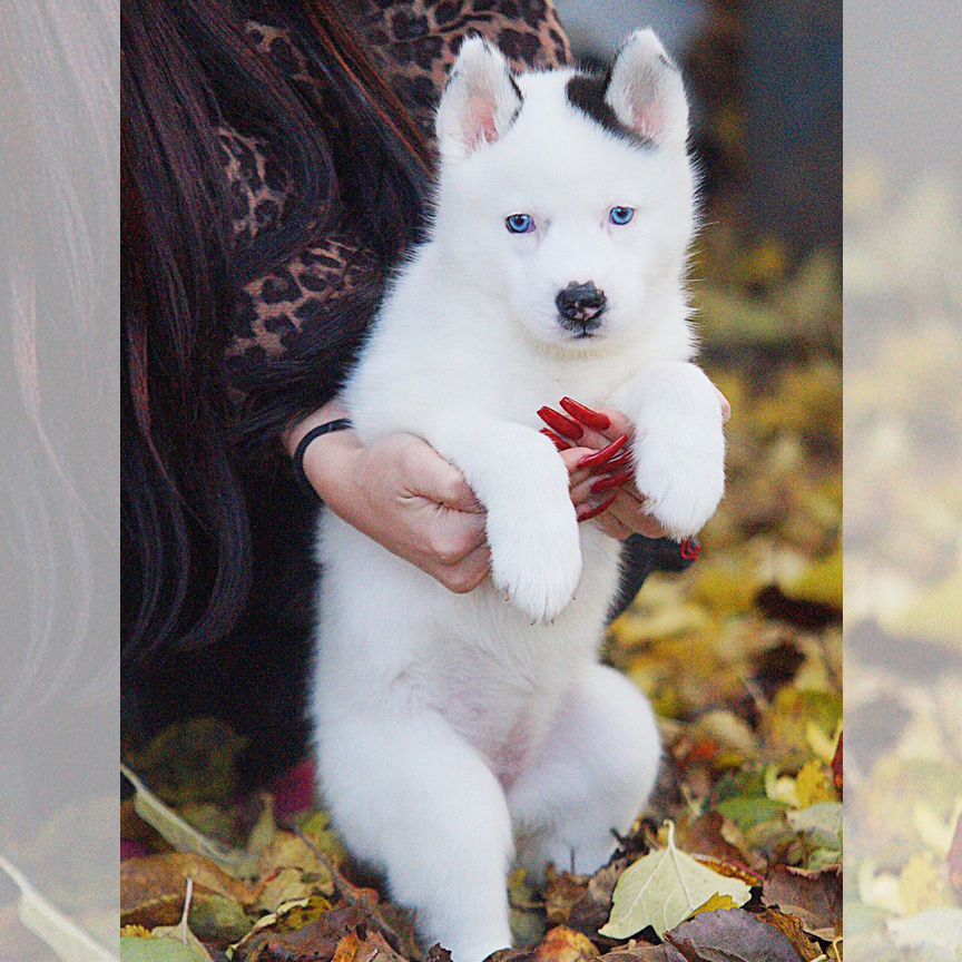 Сибирский хаски, щенок
