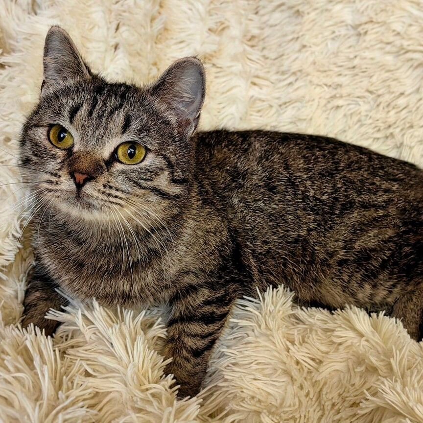 Красивая кошка для красивой жизни