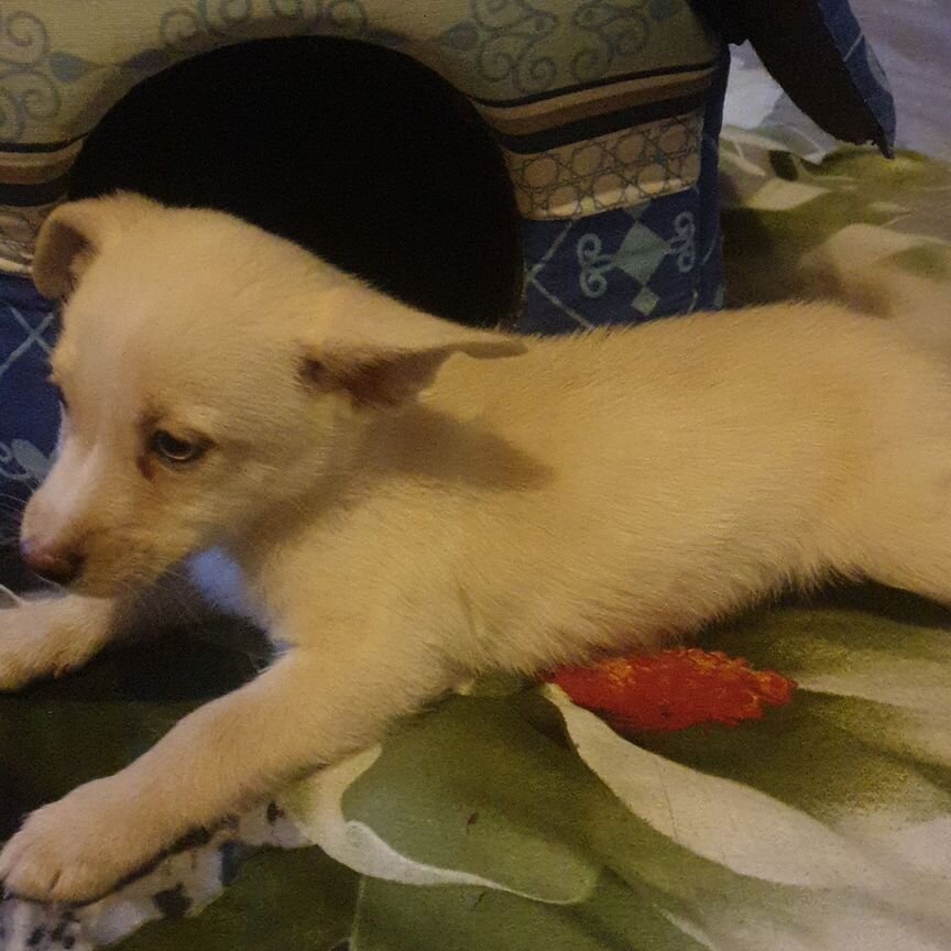 Отдам щенят в добрые руки