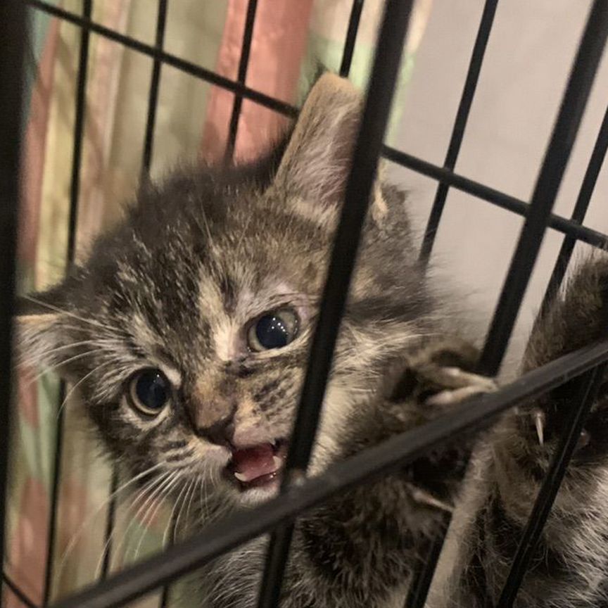 Котёнок в добрые руки
