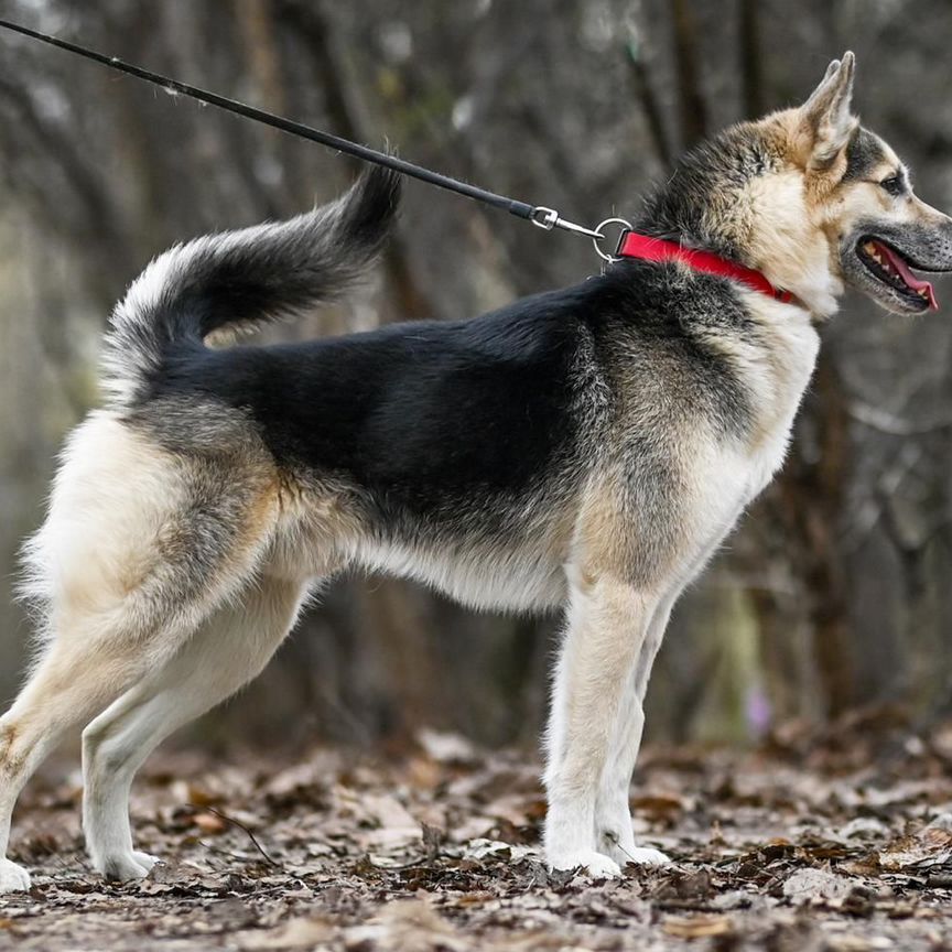 Отдам бывшедомашнюю собаку