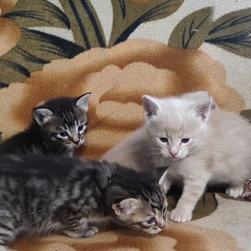 Котята мейн-кун
