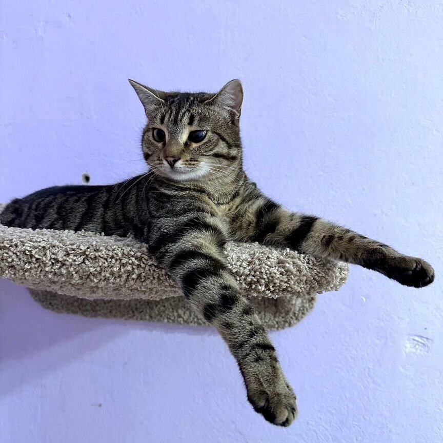 Тигровая кошка