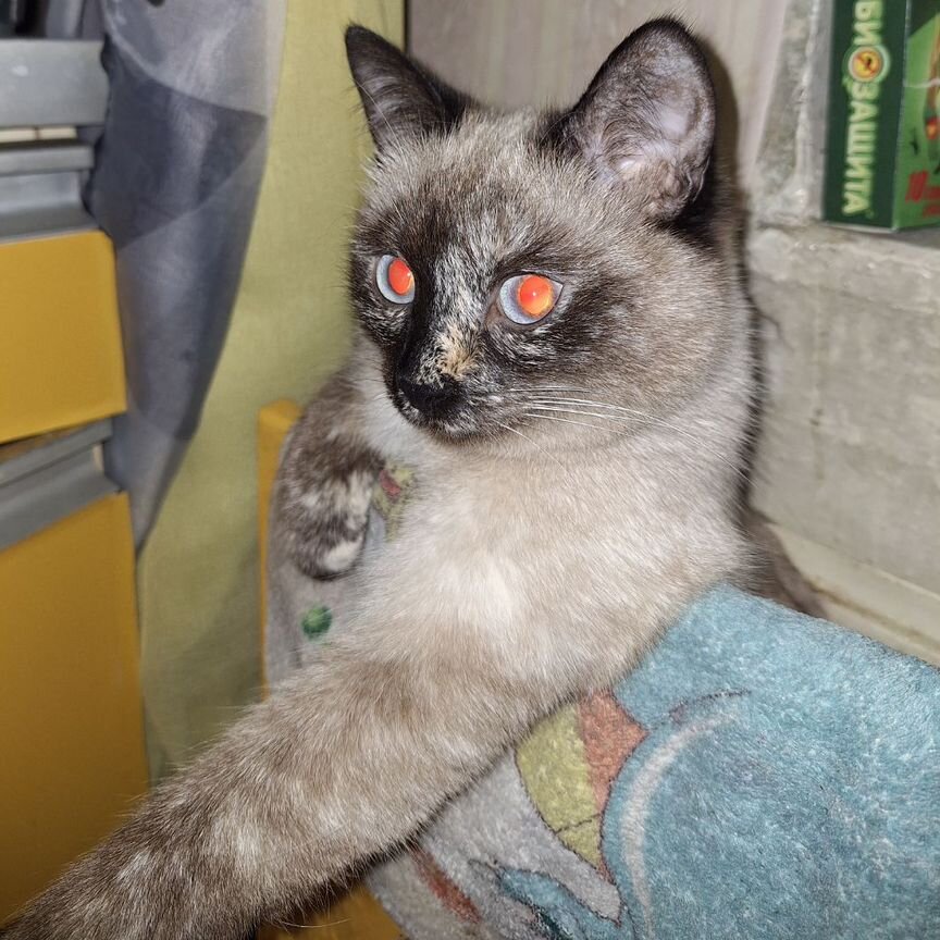 Кошечка сиамская Вязка