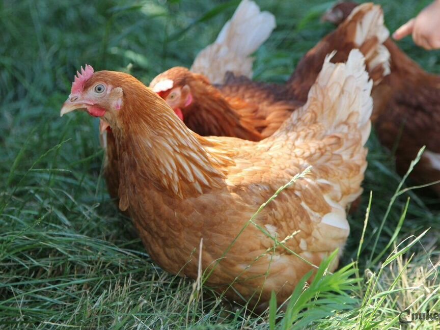 Продам 8 кур и петуха