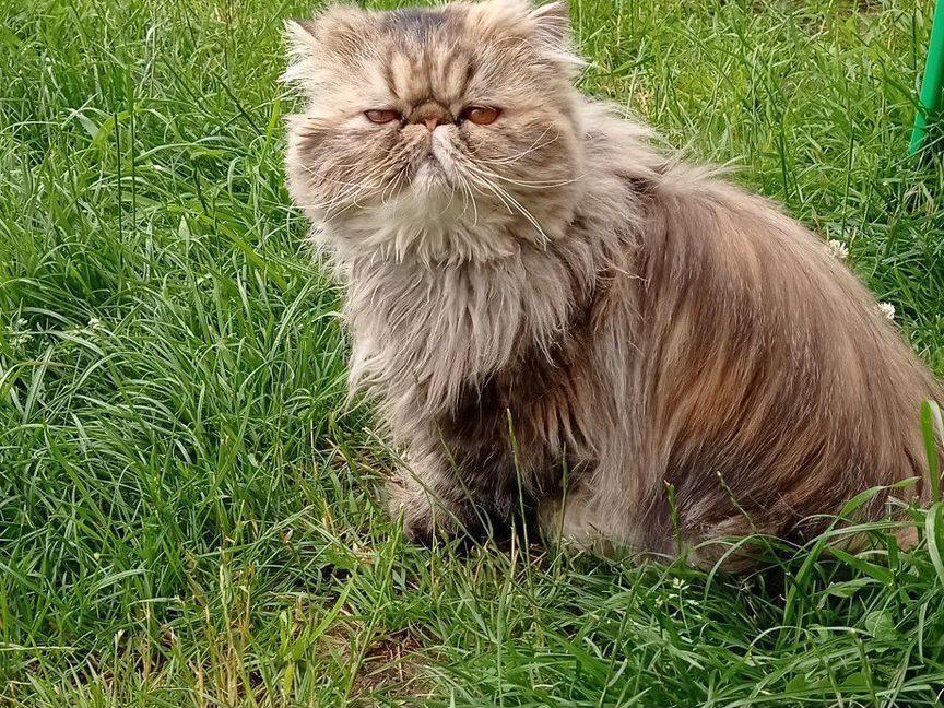 Шикарная девочка