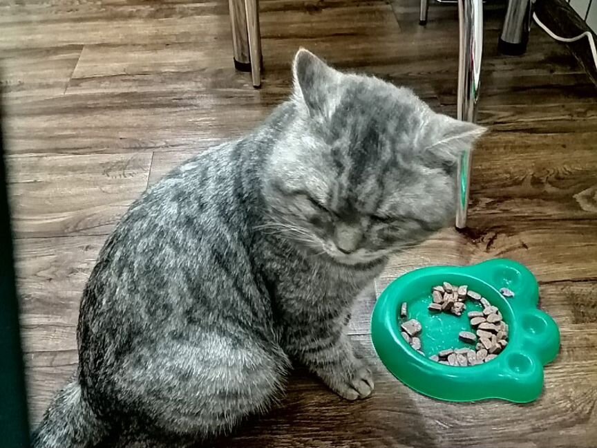 Кастрированный кот