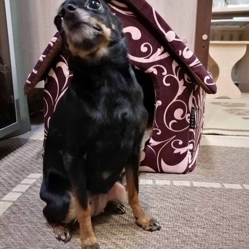 Мини той-терьер