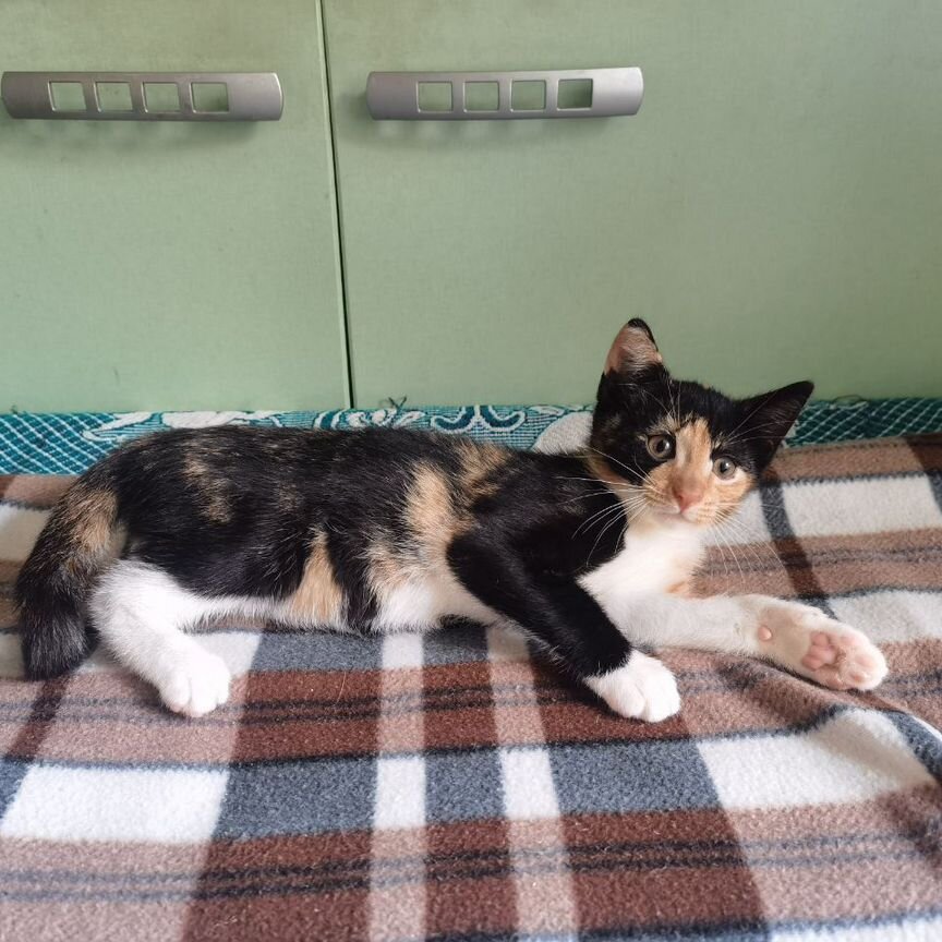 Кошка котенок 3 мес