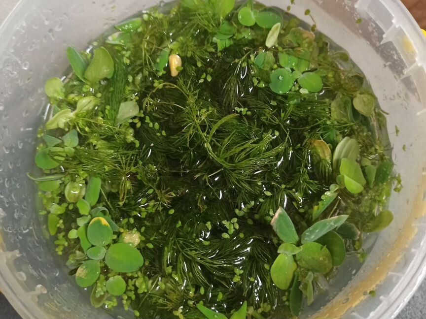 Пистия и роголистник обмен или продажа