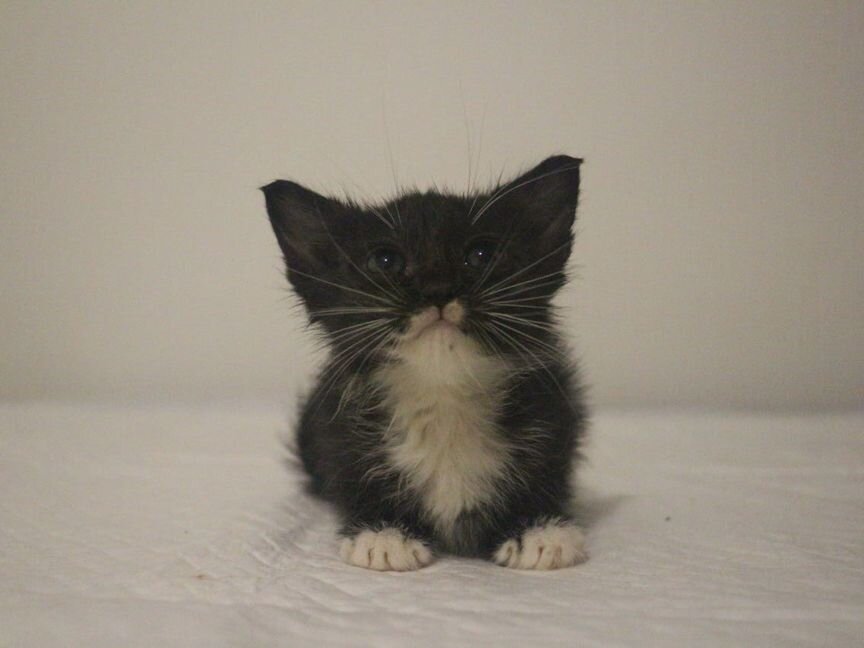 Котенок в добрые руки