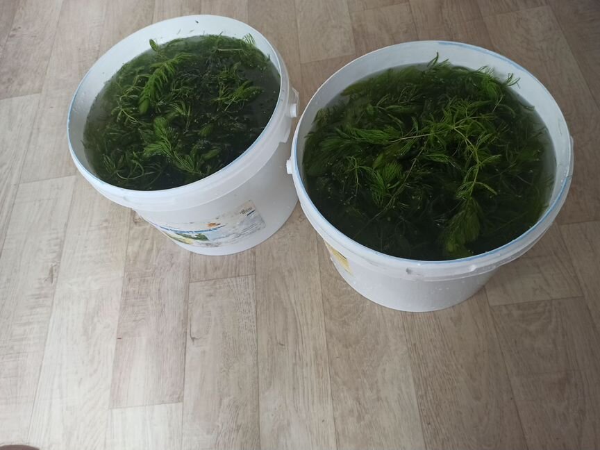 Роголистник аквариумное расписание