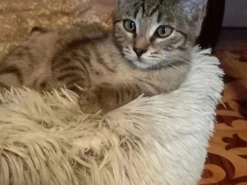 Ника в добрые руки