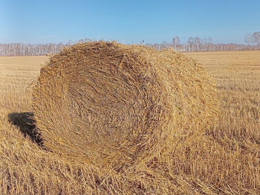 Солома зерносмесь. Доставка седелка 30шт