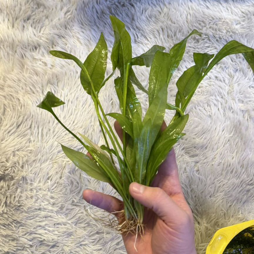 Эхинодорус