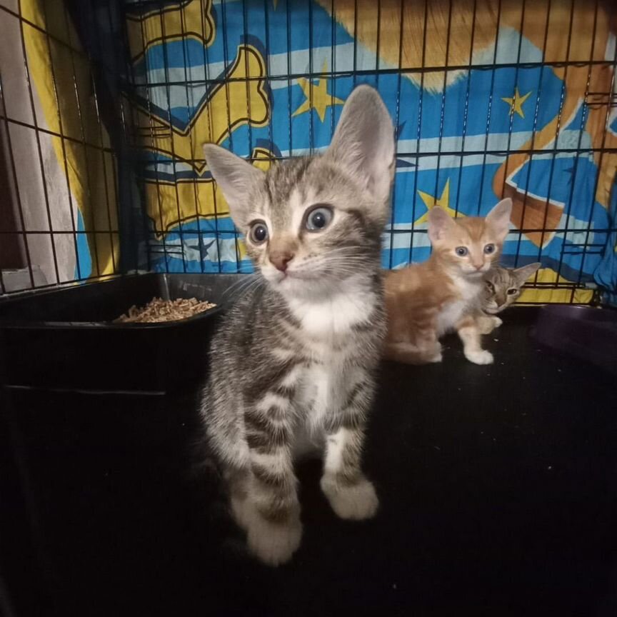 Серый ушастый котенок ищет дом